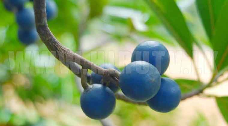 නිල් වෙරළු ගැන ඔබ නොදන්න කතාව|Hiru TV Blog